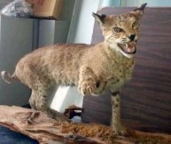 30 Hilariously Awful Examples of Taxidermy | KLYKER.COM