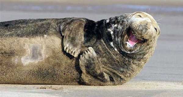 Animals With the Most Adorable Smiles | KLYKER.COM