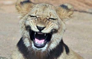 Animals With the Most Adorable Smiles | KLYKER.COM