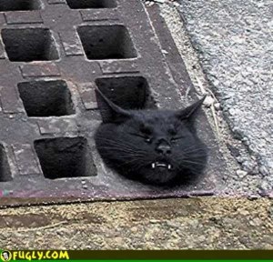 Unlucky Animals Stuck In Odd Places (60 photos) | KLYKER.COM
