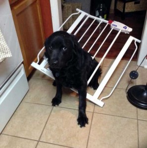 Unlucky Animals Stuck In Odd Places (60 photos) | KLYKER.COM