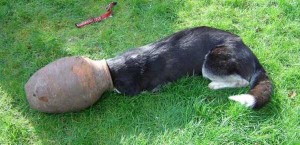 Unlucky Animals Stuck In Odd Places (60 photos) | KLYKER.COM