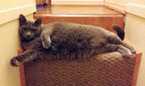 Animals Posing Like Models | KLYKER.COM