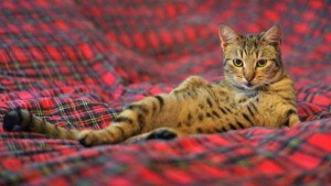 Animals Posing Like Models | KLYKER.COM