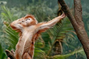 Animals Posing Like Models | KLYKER.COM