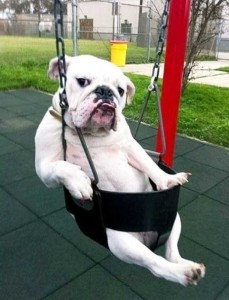 Animals Posing Like Models | KLYKER.COM