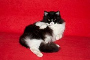 Animals Posing Like Models | KLYKER.COM