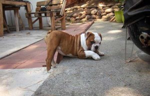 Animals Posing Like Models | KLYKER.COM