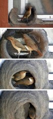 Amazing Birds' Nests Built In The Most Unusual Places | KLYKER.COM