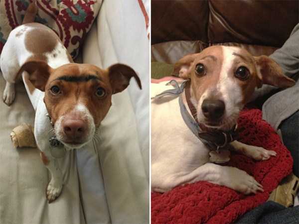 Dogs With Silly Fake Eyebrows | KLYKER.COM