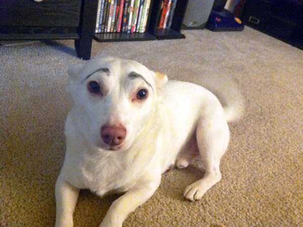 Dogs With Silly Fake Eyebrows | KLYKER.COM