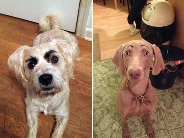 Dogs With Silly Fake Eyebrows | KLYKER.COM