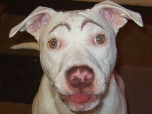 Dogs With Silly Fake Eyebrows | KLYKER.COM