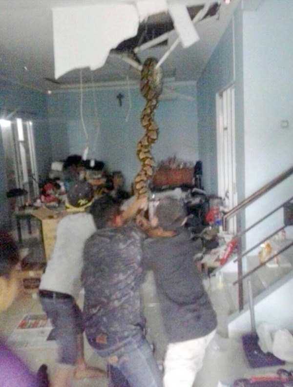 Giant Python in the Ceiling | KLYKER.COM