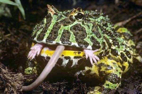 Mildly Disturbing Pictures of Animals Eating Other Animals | KLYKER.COM