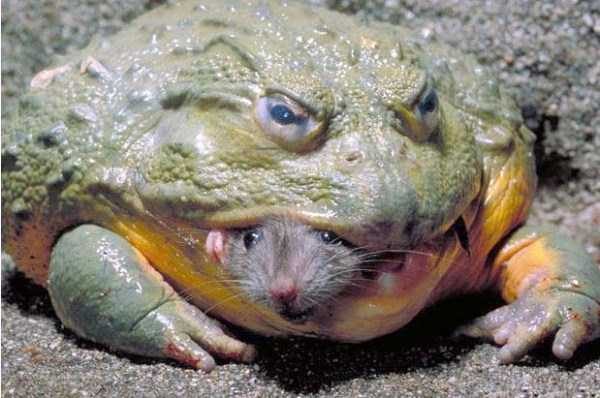Mildly Disturbing Pictures of Animals Eating Other Animals | KLYKER.COM
