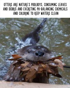 30 Funny But Fake Animal Facts | KLYKER.COM