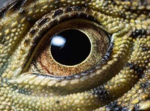 39 Stunningly Beautiful Animal Photos Taken By Robert Irwin | KLYKER.COM