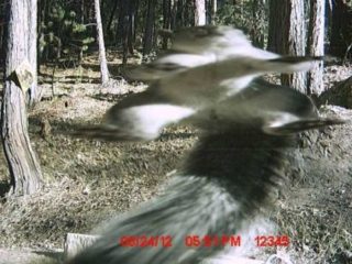 67 Wildlife Shots Captured By Camera Traps | KLYKER.COM