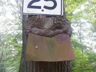 Trees Consuming Things | KLYKER.COM