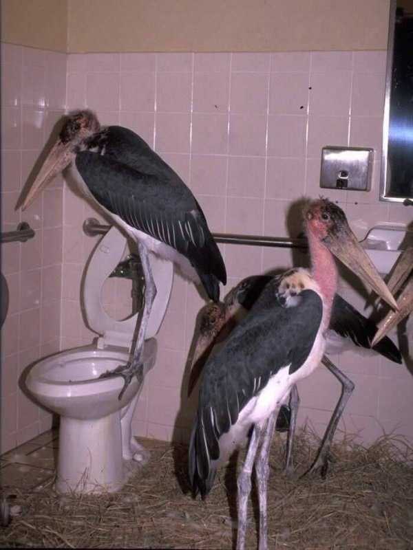 30 Cringeworthy Toilets | KLYKER.COM