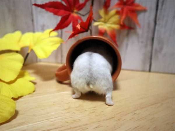 Hamster Butts Are Kinda Cute | KLYKER.COM