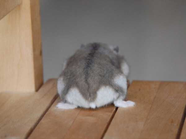 Hamster Butts Are Kinda Cute | KLYKER.COM