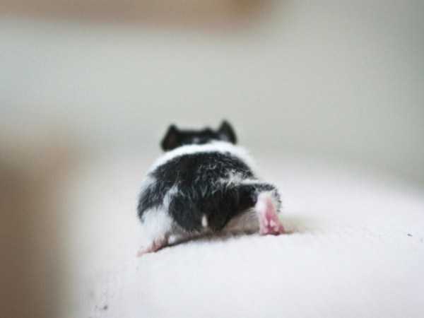 Hamster Butts Are Kinda Cute | KLYKER.COM