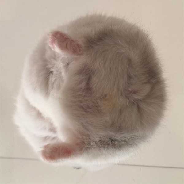 Hamster Butts Are Kinda Cute | KLYKER.COM