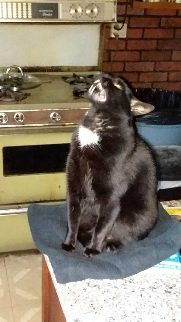 Get Ready For Funny Animals – Part 59 | KLYKER.COM