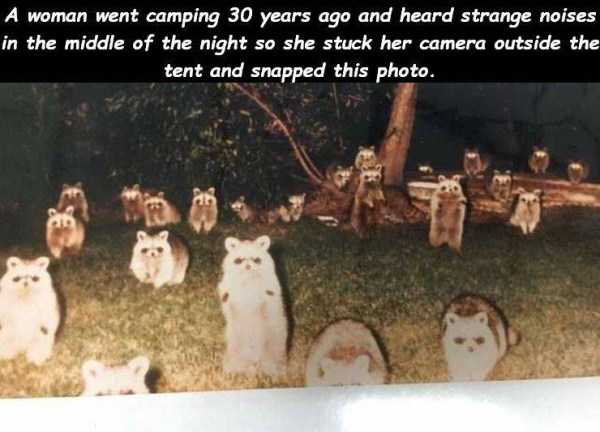 43 Random Pictures With Captions | KLYKER.COM