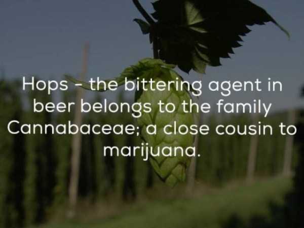 24 Cool Facts About Beer | KLYKER.COM