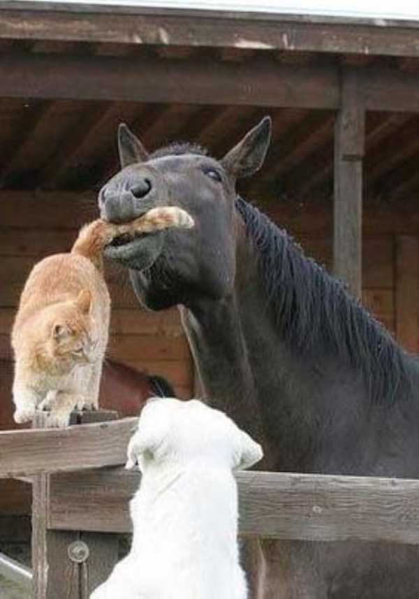 Get Ready For Funny Animals – Part 76 | KLYKER.COM