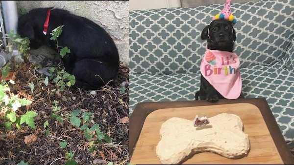 33 Adorable Dogs Who Received A Second Chance | KLYKER.COM