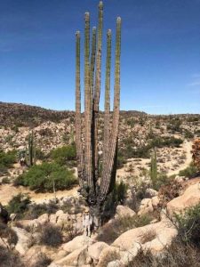 31 Random Things That Are Inexplicably Massive | KLYKER.COM