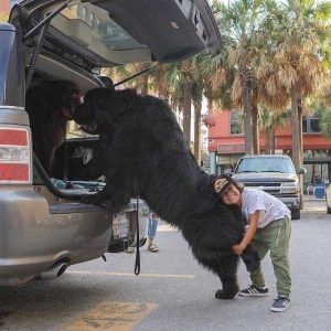 31 Random Things That Are Inexplicably Massive | KLYKER.COM
