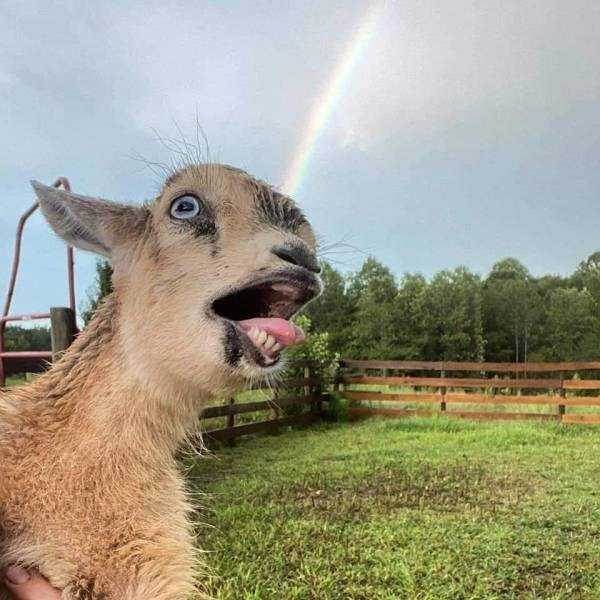 Get Ready For Funny Animals Part 154 KLYKER COM