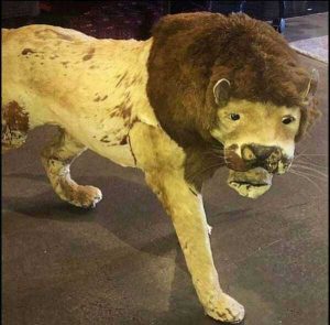 25 Taxidermy Disasters | KLYKER.COM