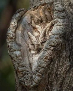 39 Funny Accidental Camouflage Pics | KLYKER.COM