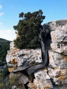 32 Fantastic Trees That Refuse To Die | KLYKER.COM