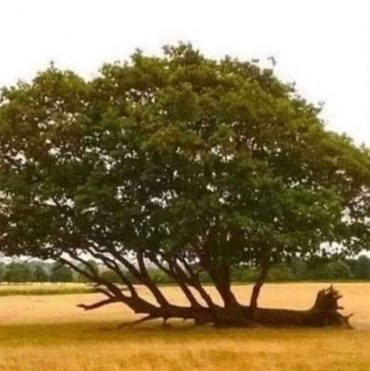 32 Fantastic Trees That Refuse To Die | KLYKER.COM