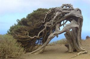 32 Fantastic Trees That Refuse To Die | KLYKER.COM