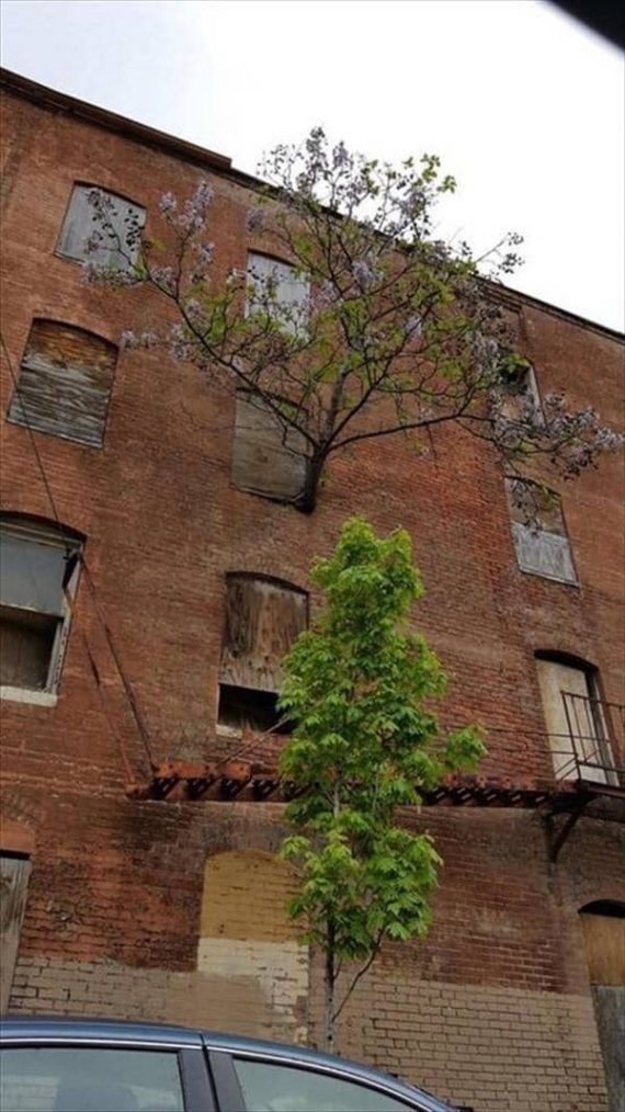 32 Fantastic Trees That Refuse To Die | KLYKER.COM