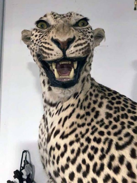 Terrible Taxidermy | KLYKER.COM