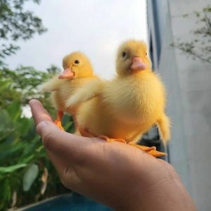 Get Ready For Funny Animals #244 | KLYKER.COM