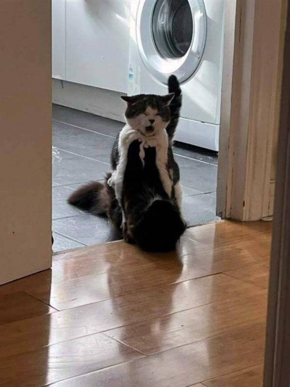 Get Ready For Funny Animals #244 | KLYKER.COM
