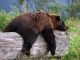 Just A Bunch Of Bears Having A Good Time | KLYKER.COM