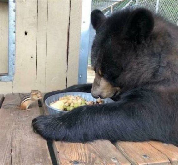 Just A Bunch Of Bears Having A Good Time | KLYKER.COM