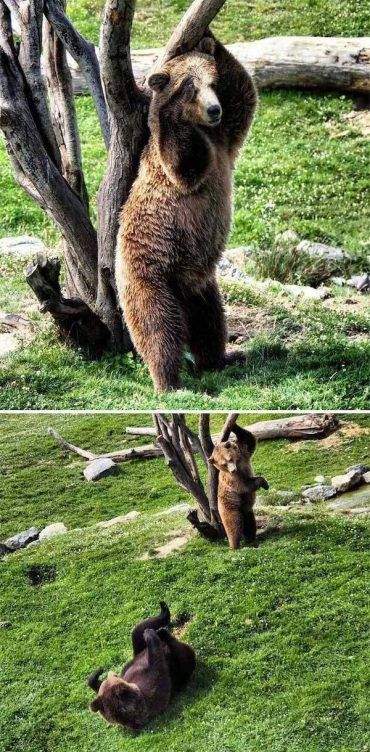 Just A Bunch Of Bears Having A Good Time | KLYKER.COM