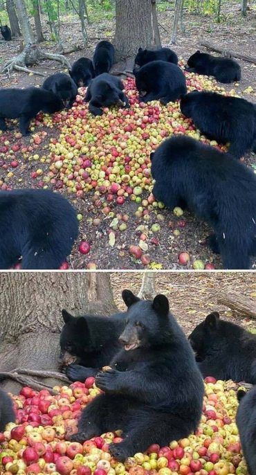 Just A Bunch Of Bears Having A Good Time | KLYKER.COM